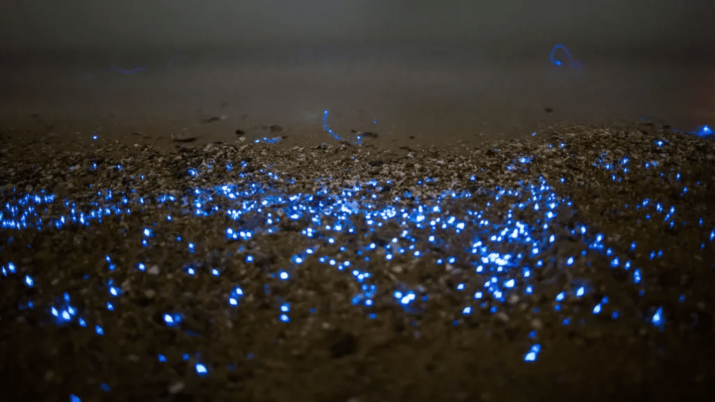 Everything about bioluminescence - Chemistry behind it