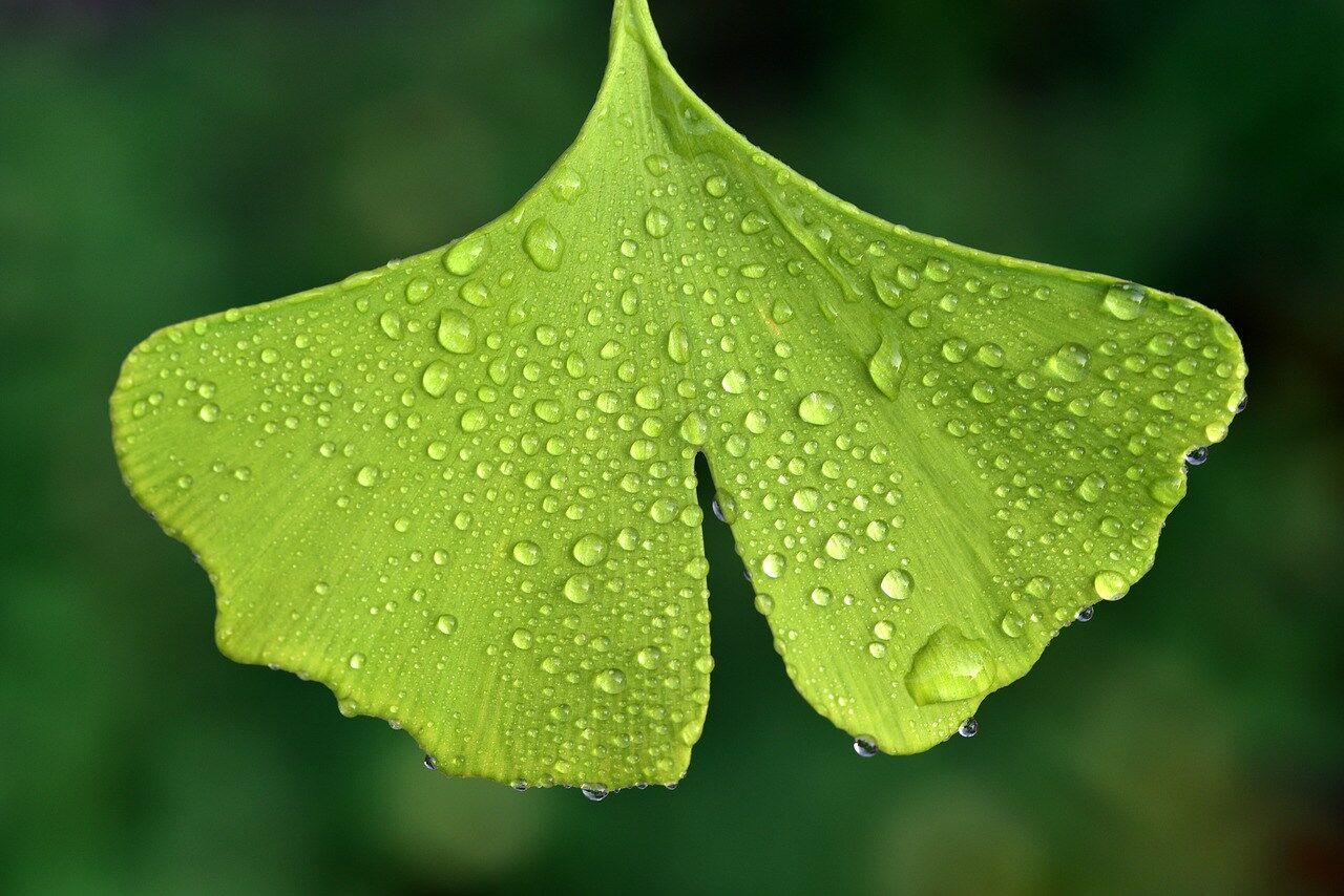 Transpiration: "Nature's Breath"'s Science Behind Plant | Science Snap