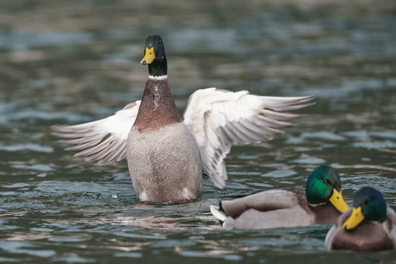 Buoyancy: How Mallard's and Aquatic Life Master it
