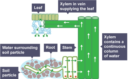 Transpiration: "Nature's Breath"'s Science Behind Plant | Science Snap
