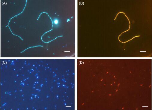 Acidic Lakes: Exploring the Unique Ecosystems | Science Snap