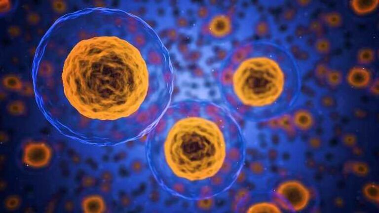 Cell Cycle and Cell Division: Formation o Life