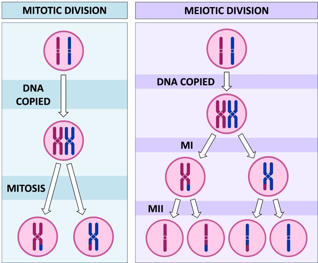 Cell Cycle and Cell Division: Formation o Life