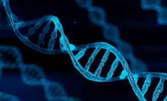 Dinosaurs Evolution: Chickens the closest relatives to dinosaurs?