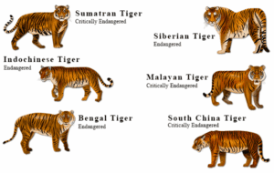 Caspian Tiger - Facts and Extinction | Science Snap