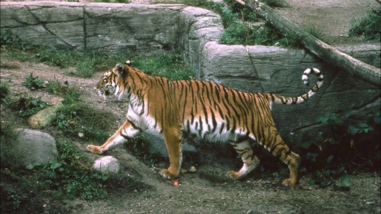 Caspian Tiger - Facts and Extinction | Science Snap