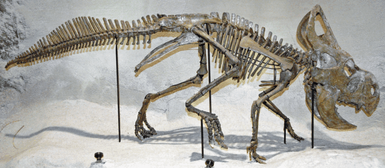 Mythical Creatures V.S. Real Animals | Science Snap
